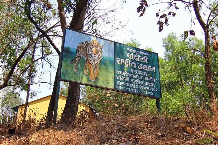 Chandoli National Park: Jungle Safari, Treks, Boating, & More
