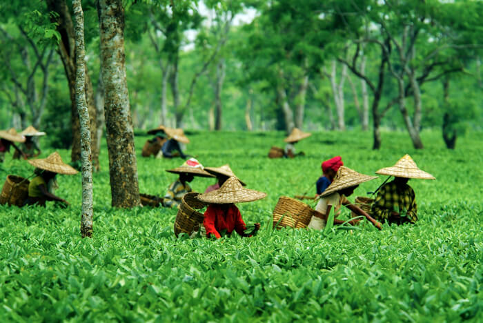15 Best Tea Estates In Assam That Are A Must-Visit For All