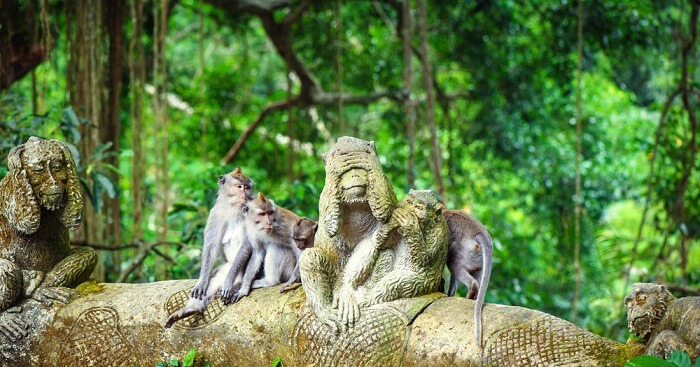 Ubud Monkey Forest: Visit The Land Of Notorious Macaques