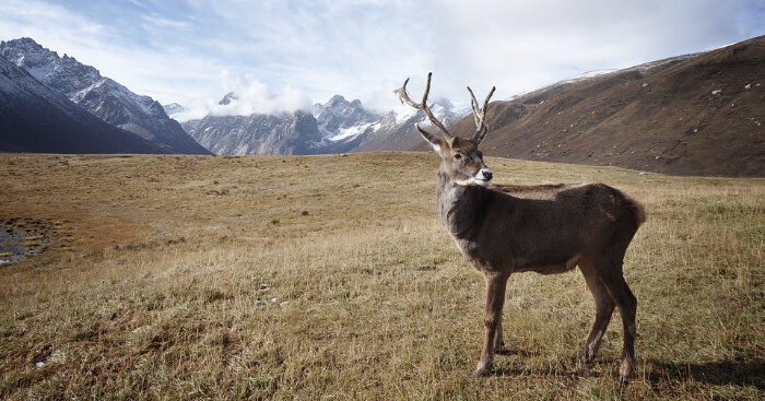 Sweden Wildlife: Top 10 Species Of Scandinavian Wilderness