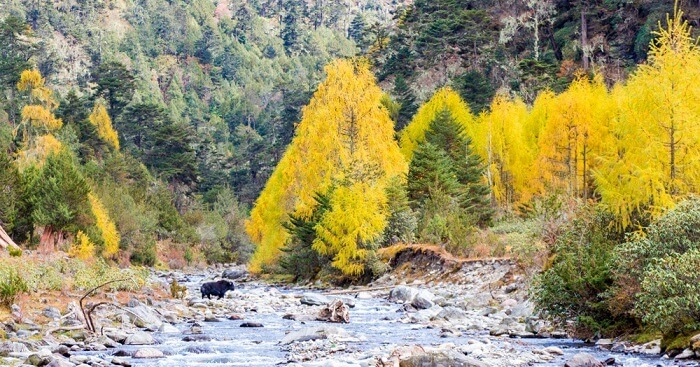 Khaling Wildlife Sanctuary: Mini Guide For All You Must Know