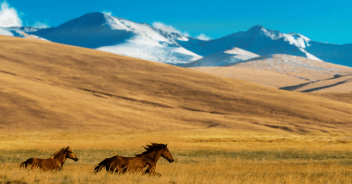 Find Rare Wildlife In Kazakhstan At These National Parks
