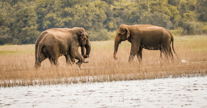 A Handy Guide To Explore Maduru Oya National Park In Sri Lanka!