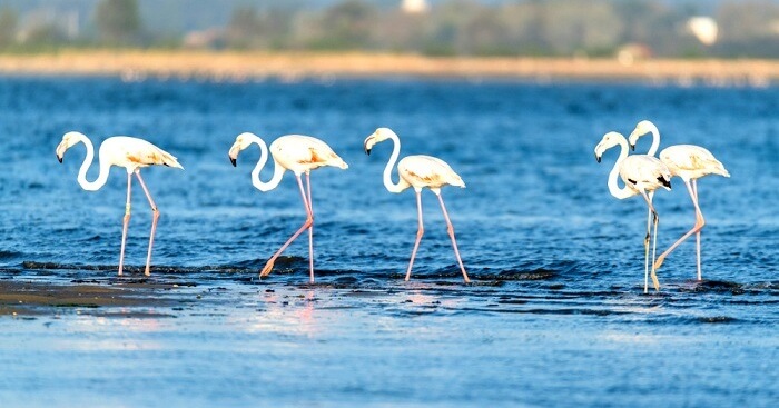 Wildlife In portugal: 8 Best Places To Witness The Wild Side Of The ...