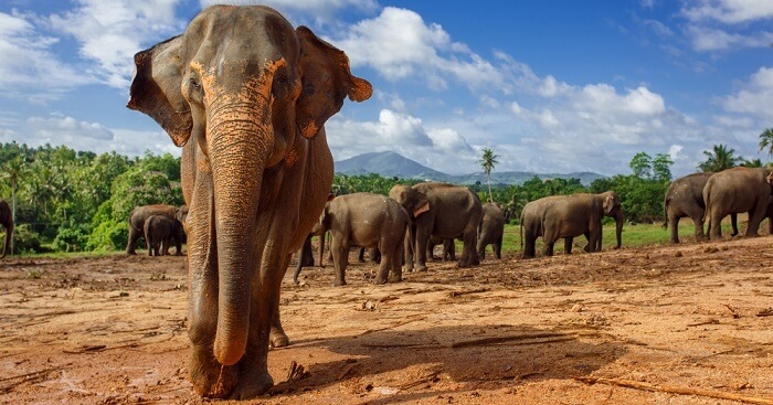 A Handy Guide To Explore Maduru Oya National Park In Sri Lanka!