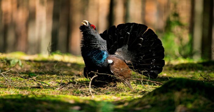 Lithuania Wildlife Guide: All About The Wildside Of Lithuania!