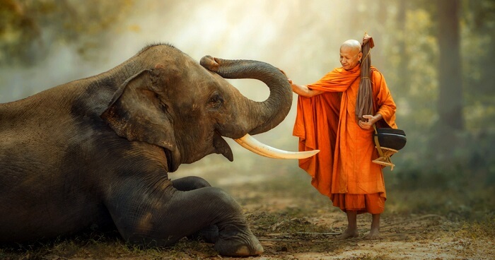 10 Species Of Hanoi Wildlife To Spot On A Trip To Vietnam